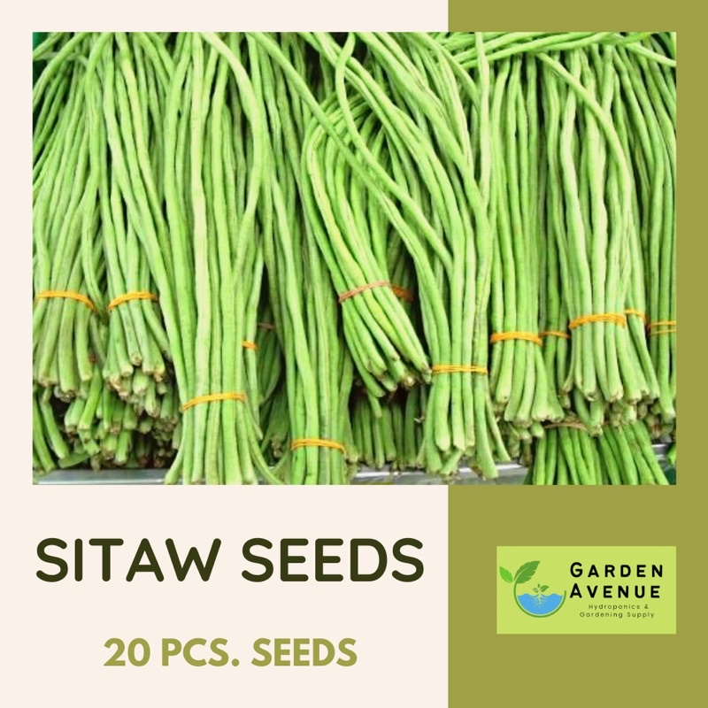 POLE SITAW SEEDS (20pcs seeds) MARIPOSA VARIETY/HYBRID/HIGH YIELDING ...