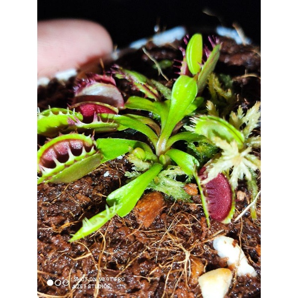 Fuzzy Tooth Rare Venus Flytrap Carnivorous Insect Trapping | Shopee Philippines