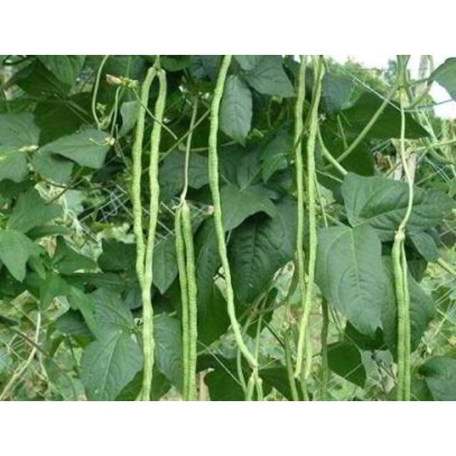 Sitaw Seeds / Sitaw Seeds | Shopee Philippines