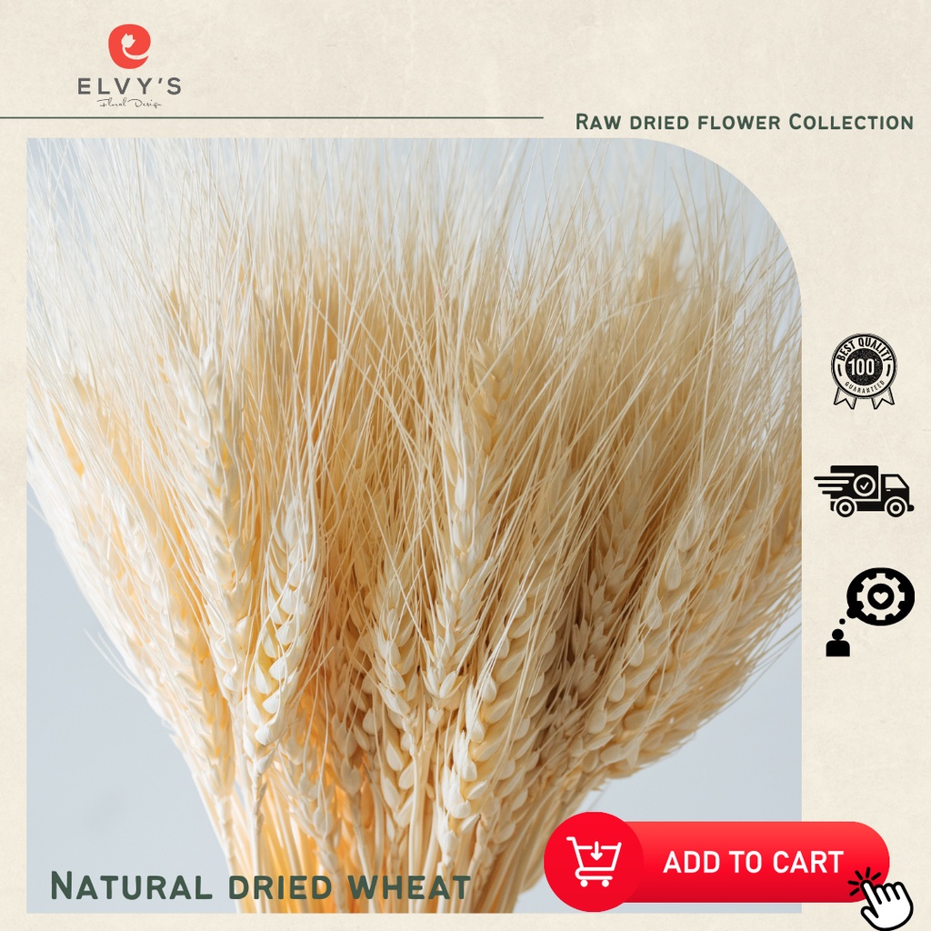 Naturally Dried Wheat (20 pcs/bunch) | Shopee Philippines