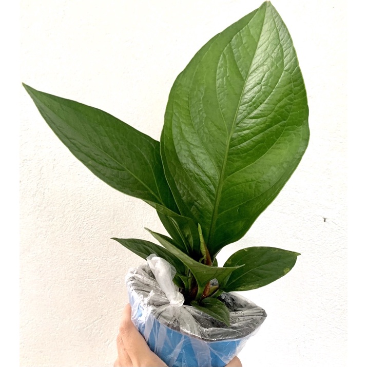 JENMANII Cardboard Plant SALE!!! | Shopee Philippines