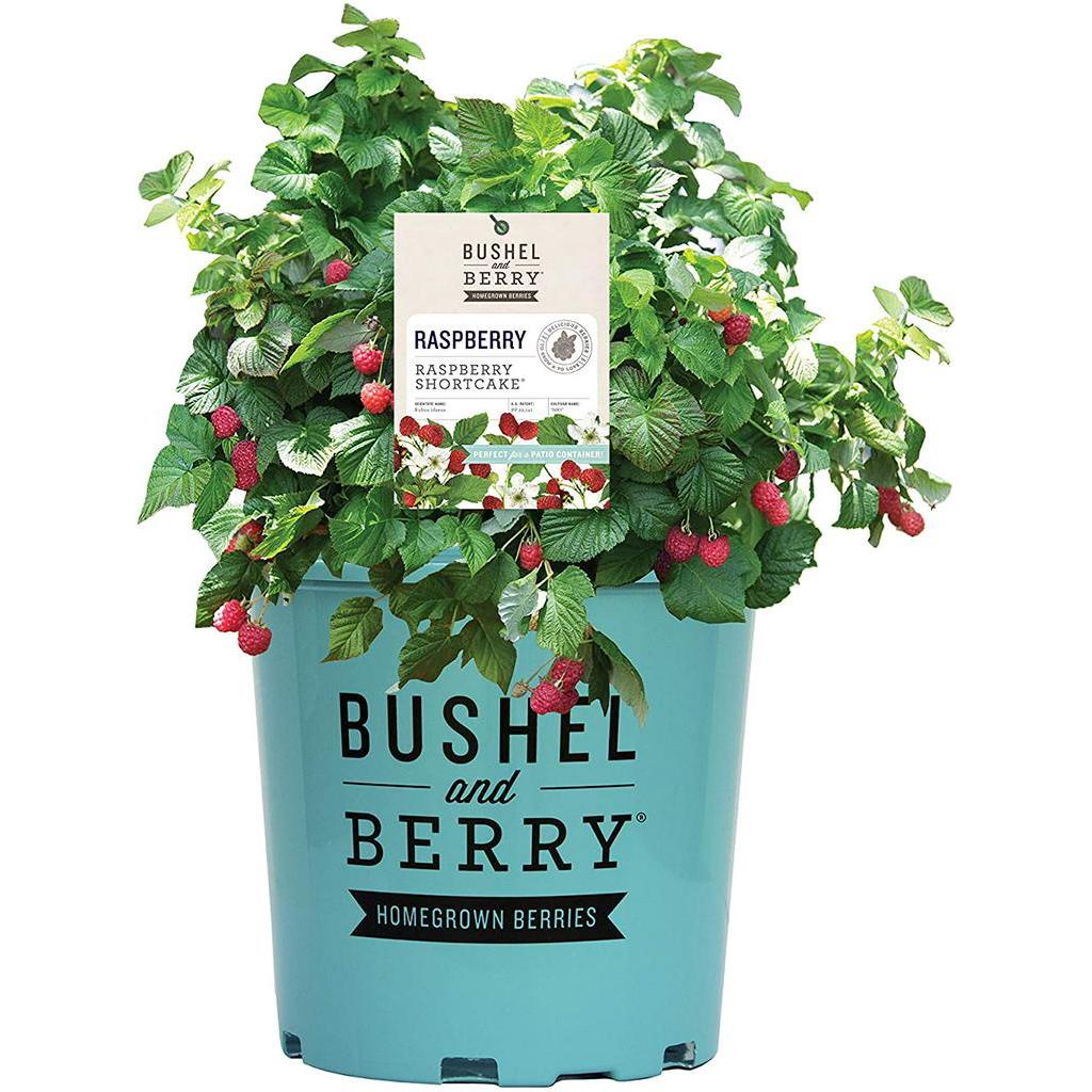 50pcs Bushel and Berry Raspberry Shortcake Dwarf Red Raspberry - Rubus ...