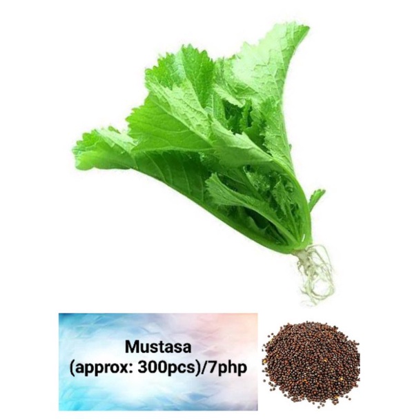 Mustasa Seeds (approx: 300pcs) | Shopee Philippines