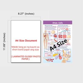 STEM CELLS POSTERS CHARTS I ALL ABOUT SCIENCE CHARTS, A4 Size Laminated ...