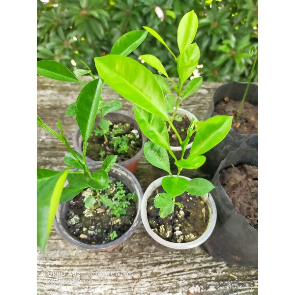Calamansi-seedlings/hybrid | Shopee Philippines