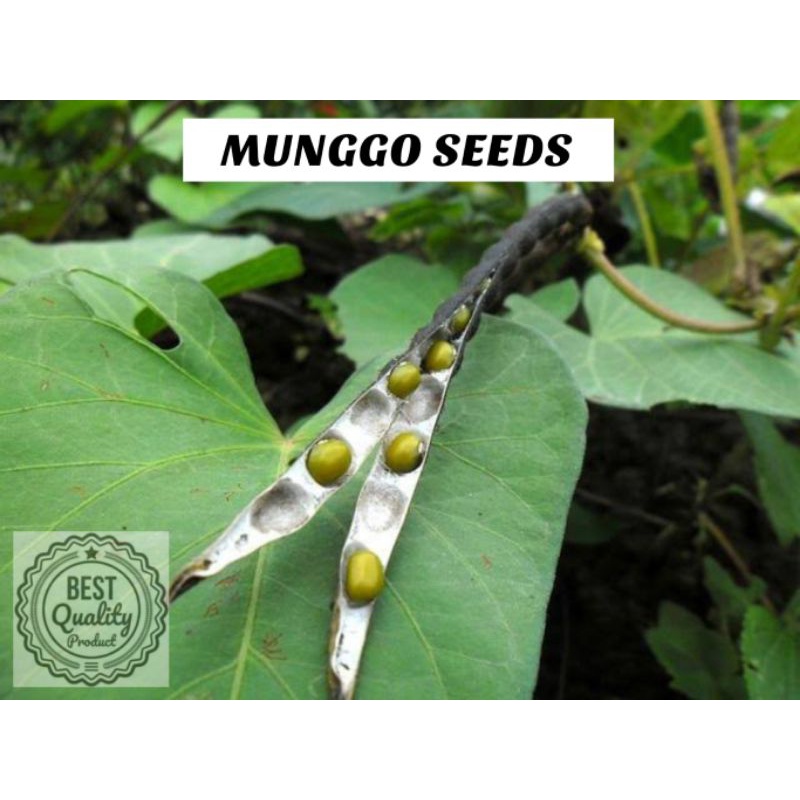 MUNGGO / MUNG BEANS SEEDS fast growing / easy to grow (200pcs Seeds ...