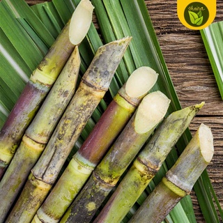 tubo - Best Prices and Online Promos - Dec 2022 | Shopee Philippines