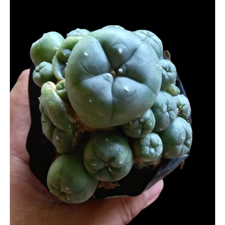 Lophophora Diffusa "false peyote" Cactus,Rare sp. | Shopee Philippines