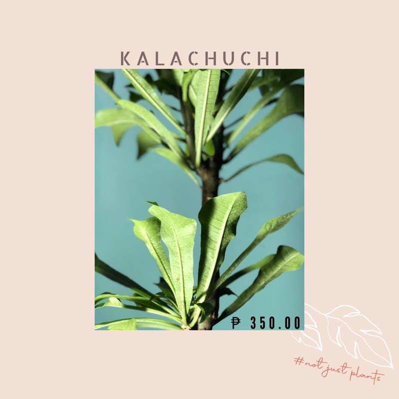 Scientific Name Of Kalachuchi Flower | Best Flower Site