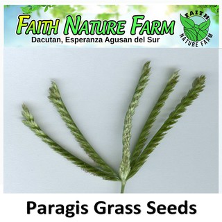 Paragis Grass Seeds / Goose Grass | Shopee Philippines