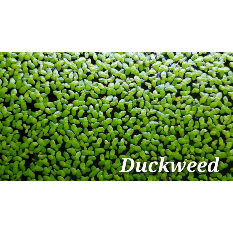 Duckweed Floating plants | Shopee Philippines