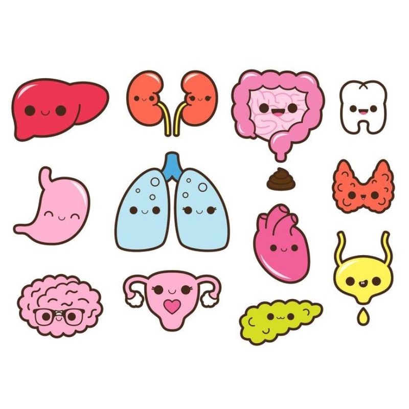 Organs Sticker - Organs Sticker | Shopee Philippines