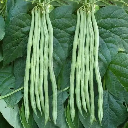 20PCS Yard Long Cowpea Bean Seeds | Heirloom Non-GMO Variety Vegetable ...