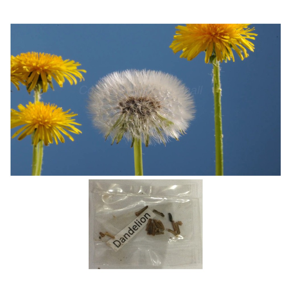 Dandelion Flower Meaning In Hindi | Best Flower Site