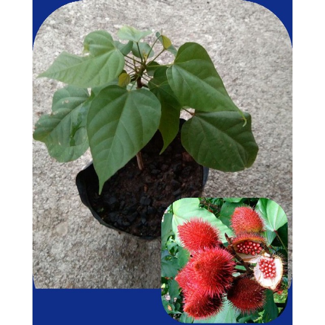 Atsuete (Bixa Orellana) / Lipstick Plant / Annato LivePlant | Shopee ...