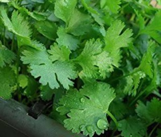 Kinchay cilantro chinese parsley herb seeds | Shopee Philippines