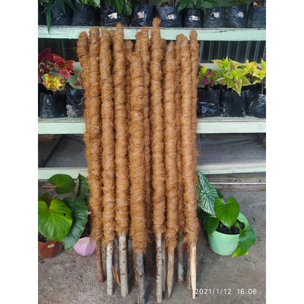 coco pole for your plants (3feet) | Shopee Philippines