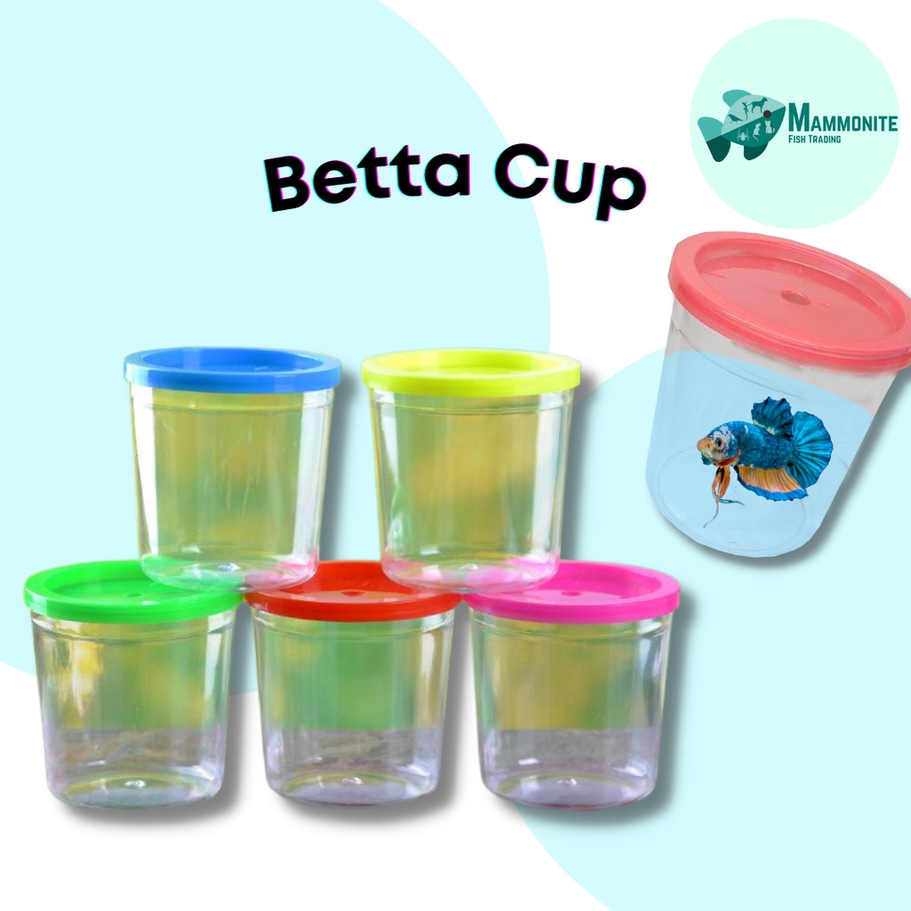 Fish Betta Cup Fighting Clear with Lid Transparent 1pc | Shopee Philippines