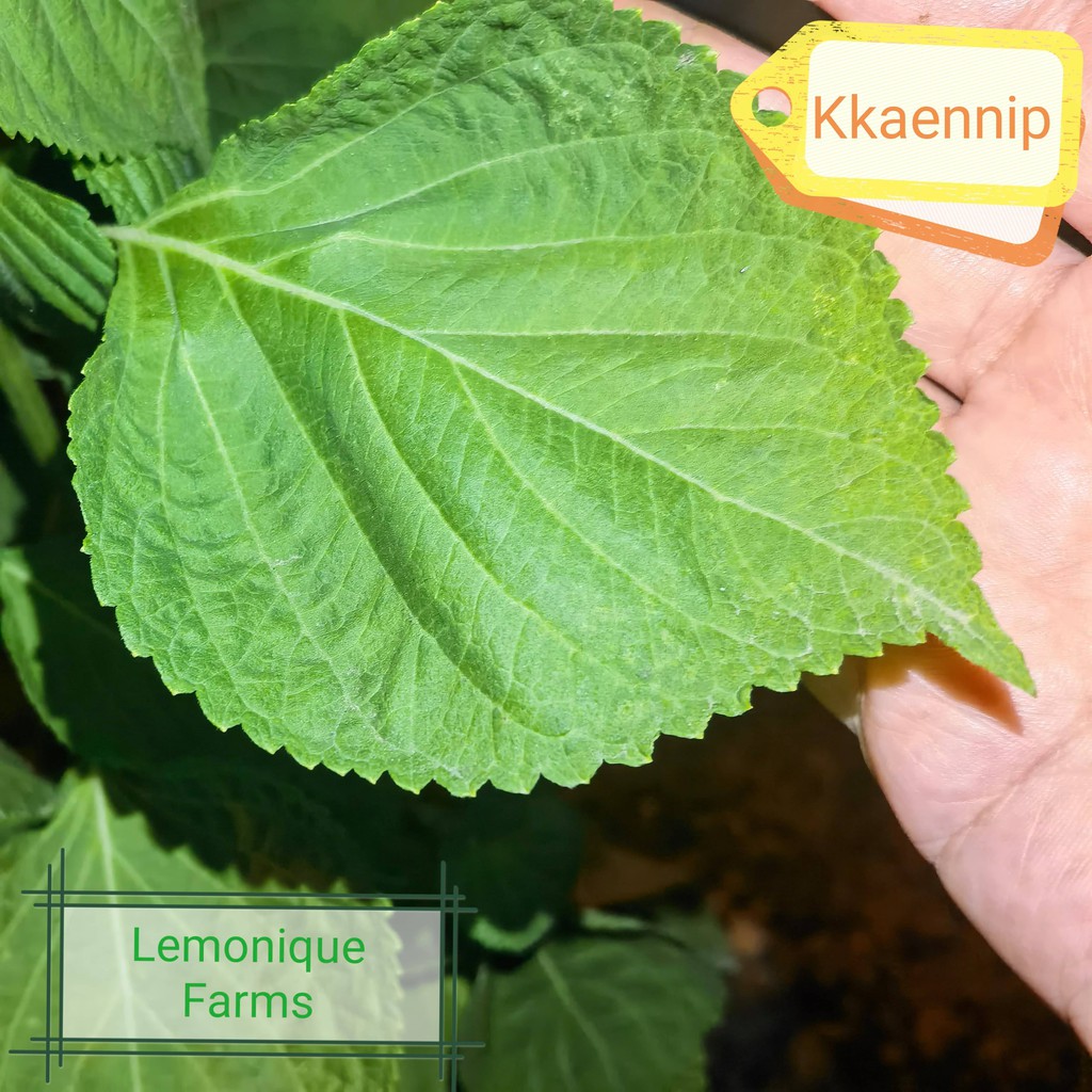 Authentic Korean Kkaennip seeds | Kkaennip Perilla Seeds | Korean ...