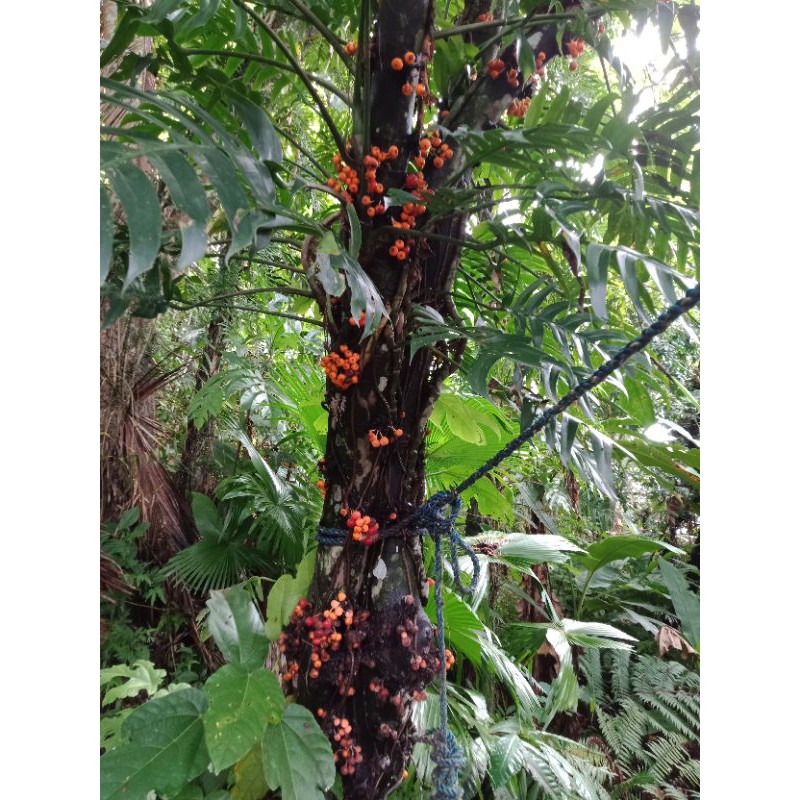 Tibig | Tubog | Philippine Fig | Rooted cutting | Water tree Rooted ...