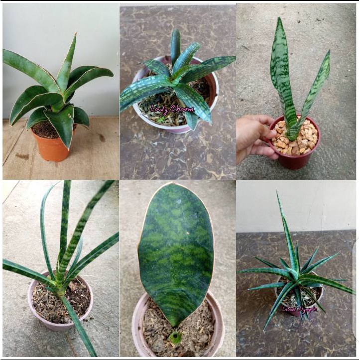 Assorted Sansevieria Snake Plant | Shopee Philippines