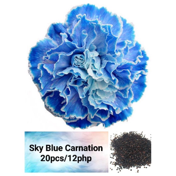 Carnation Sky Blue Seeds (20pcs) | Shopee Philippines