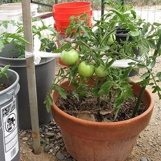 Native Tomato Seeds - Tomato Kinalabasa Seeds - Heirloom Seeds ...