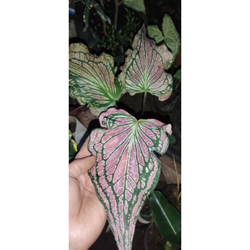 Ornamental( Caladium Variety) | Shopee Philippines