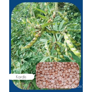 kadyos - Best Prices and Online Promos - Feb 2023 | Shopee Philippines