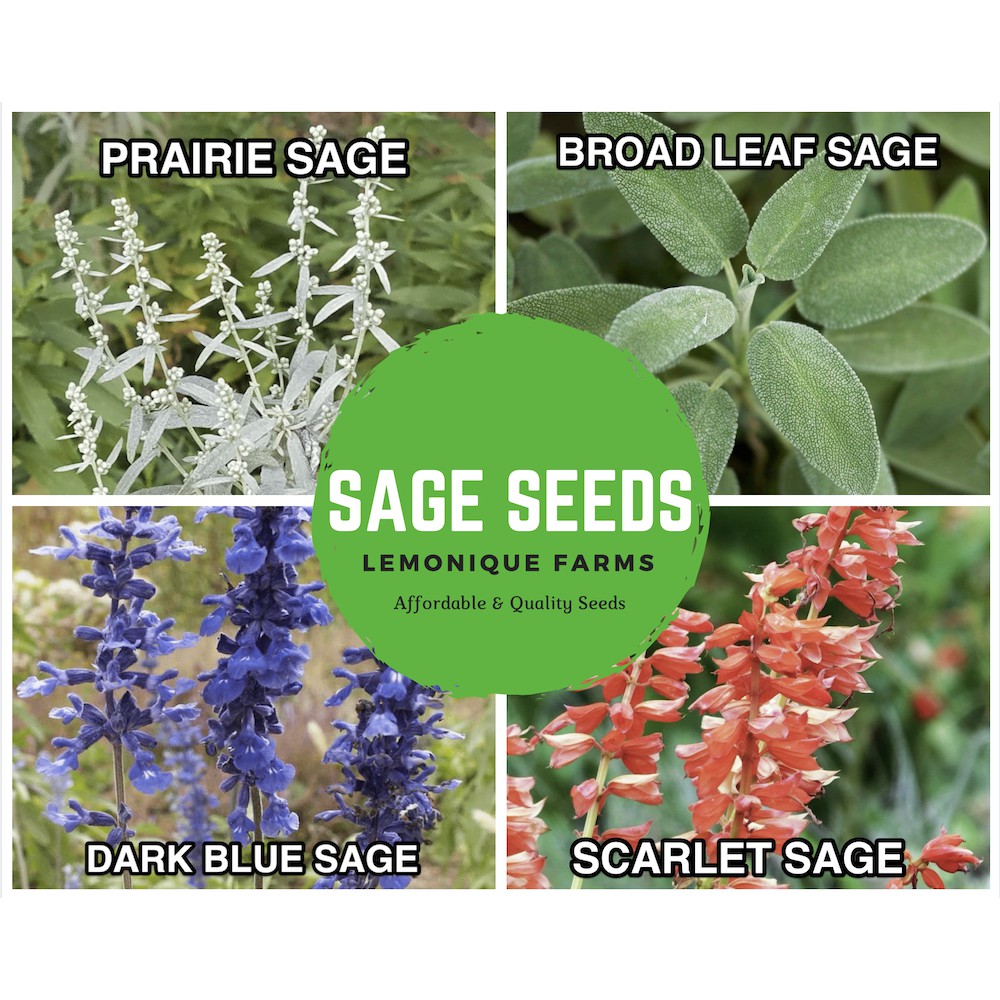 Heirloom Sage Seeds | Prairie Sage | Blue Sage | Broad Leaf or KITCHEN ...