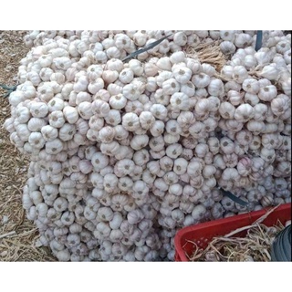 1kg Native Bawang (Ilocos Native Garlic) | Shopee Philippines