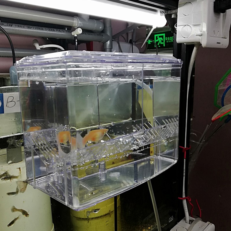 ∋Peacock Fish Breeding Box Cylinder Non-acrylic Isolation Eggs ...