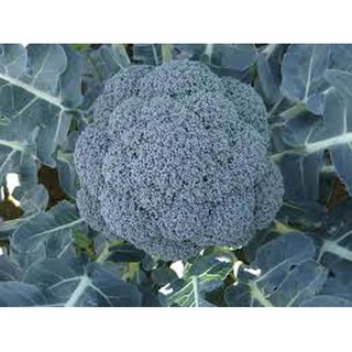 Sakata Seeds- Hybrid Broccoli F1 (Marathon) | Shopee Philippines