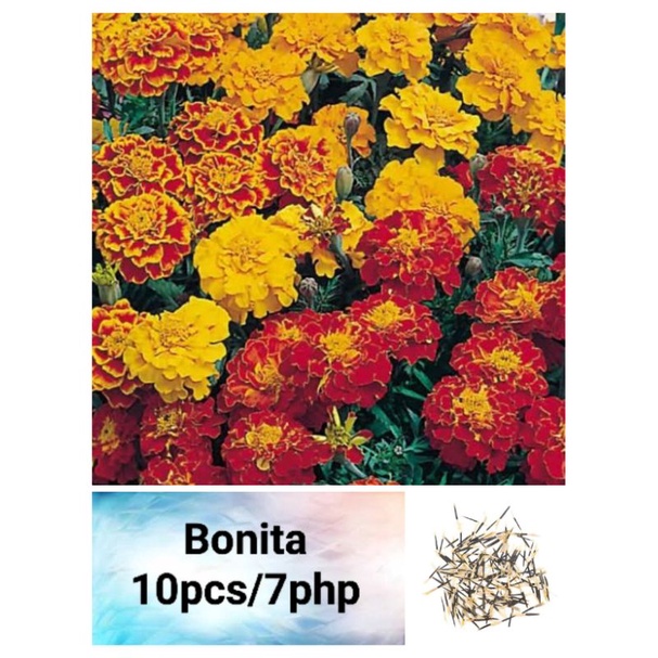 Marigold Bonita Seeds (10pcs) | Shopee Philippines