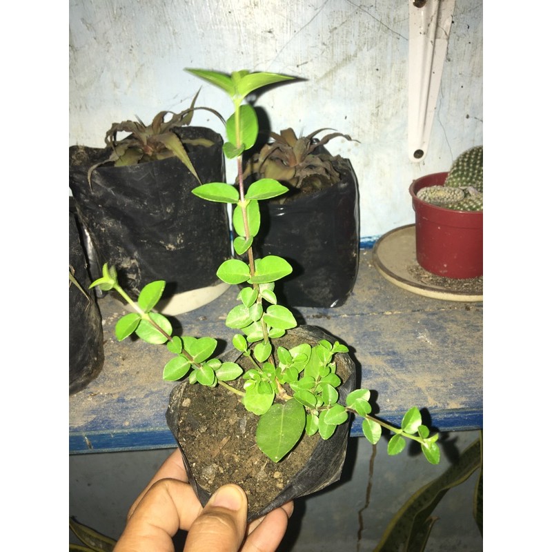 argao bonsai live plant for 35 pesos only | Shopee Philippines