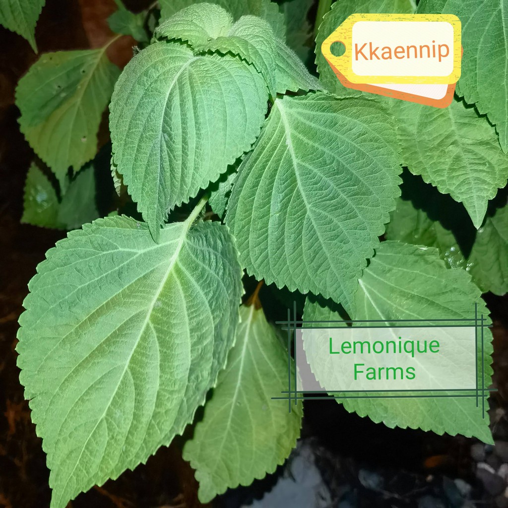 Authentic Korean Kkaennip seeds | Kkaennip Perilla Seeds | Korean ...