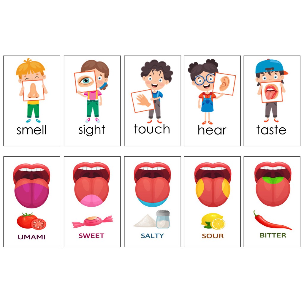 5 Senses Laminated Chart Shopee Philippines - vrogue.co 5 Senses Laminated Chart Shopee Philippines - vrogue.co