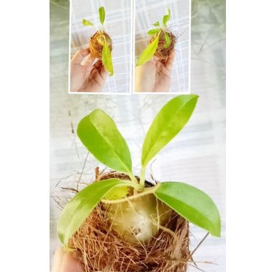 (Myrmecodia) Epiphytic Myrmecophytes ANT PLANT | Shopee Philippines