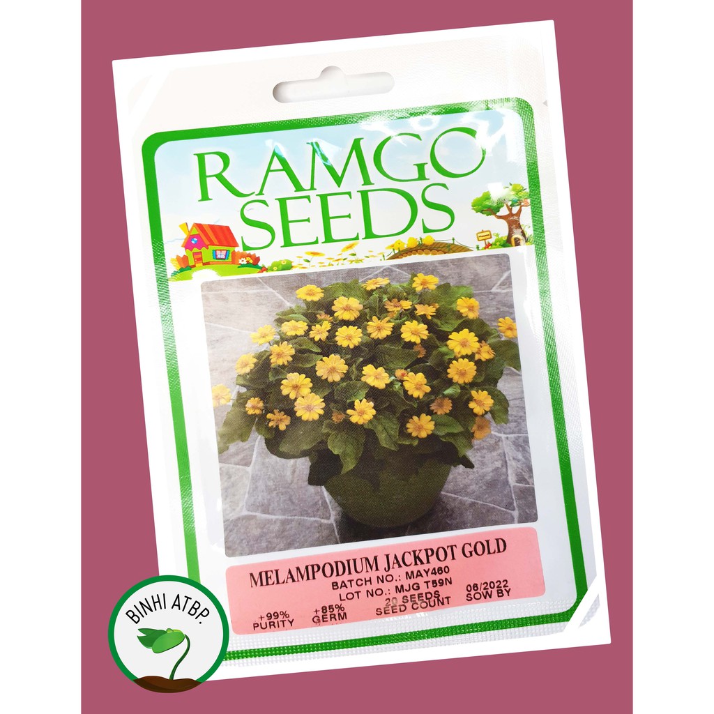 Ramgo Melampodium Jackpot Gold Flower Seeds | Shopee Philippines