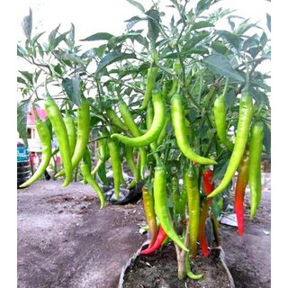 SILING PANIGANG SEED`S HYBRID " SILING HABA" | Shopee Philippines