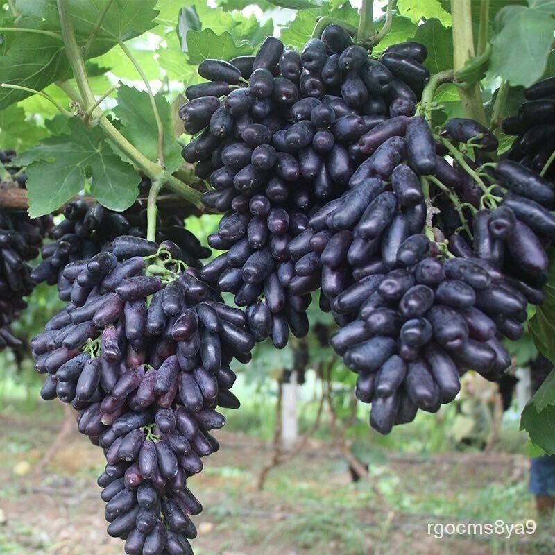 Base Direct Sales Grape Seedlings Sapphire Sunshine Rose Grape Seedling ...