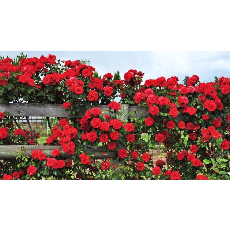 Climbing Rose Red Flower Plants Mixed Variety Home Garden Seeds (20 ...