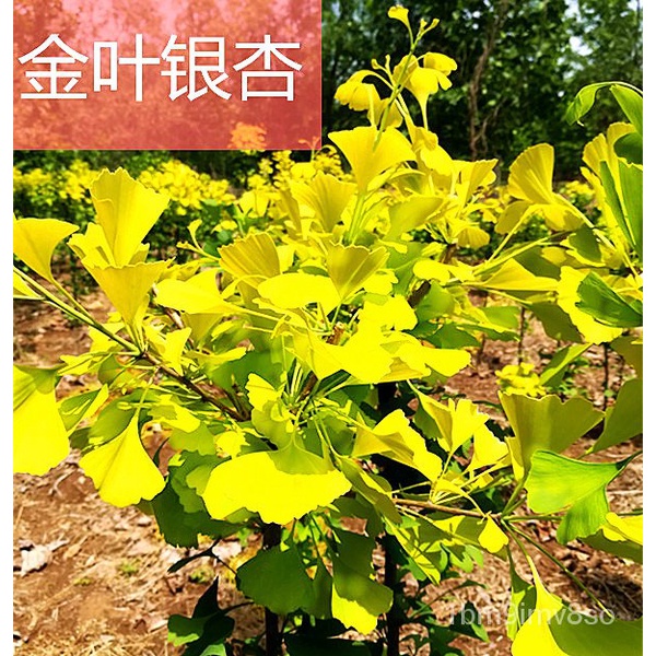 Golden Leaf Ginkgo Seedlings Ginkgo Seedlings Gold Leaf Ginkgo Bonsai ...