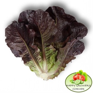 Thurinus RZ Red Cos/Romaine Lettuce by RIJK ZWAAN (1,000 pills Original ...