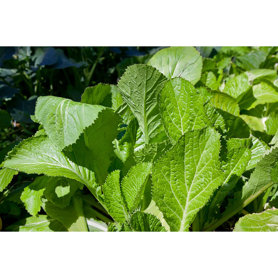 Mustasa (Masturd) 100seeds | Shopee Philippines