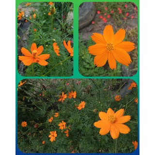 Variegated Papua Kalipay Plant | Shopee Philippines