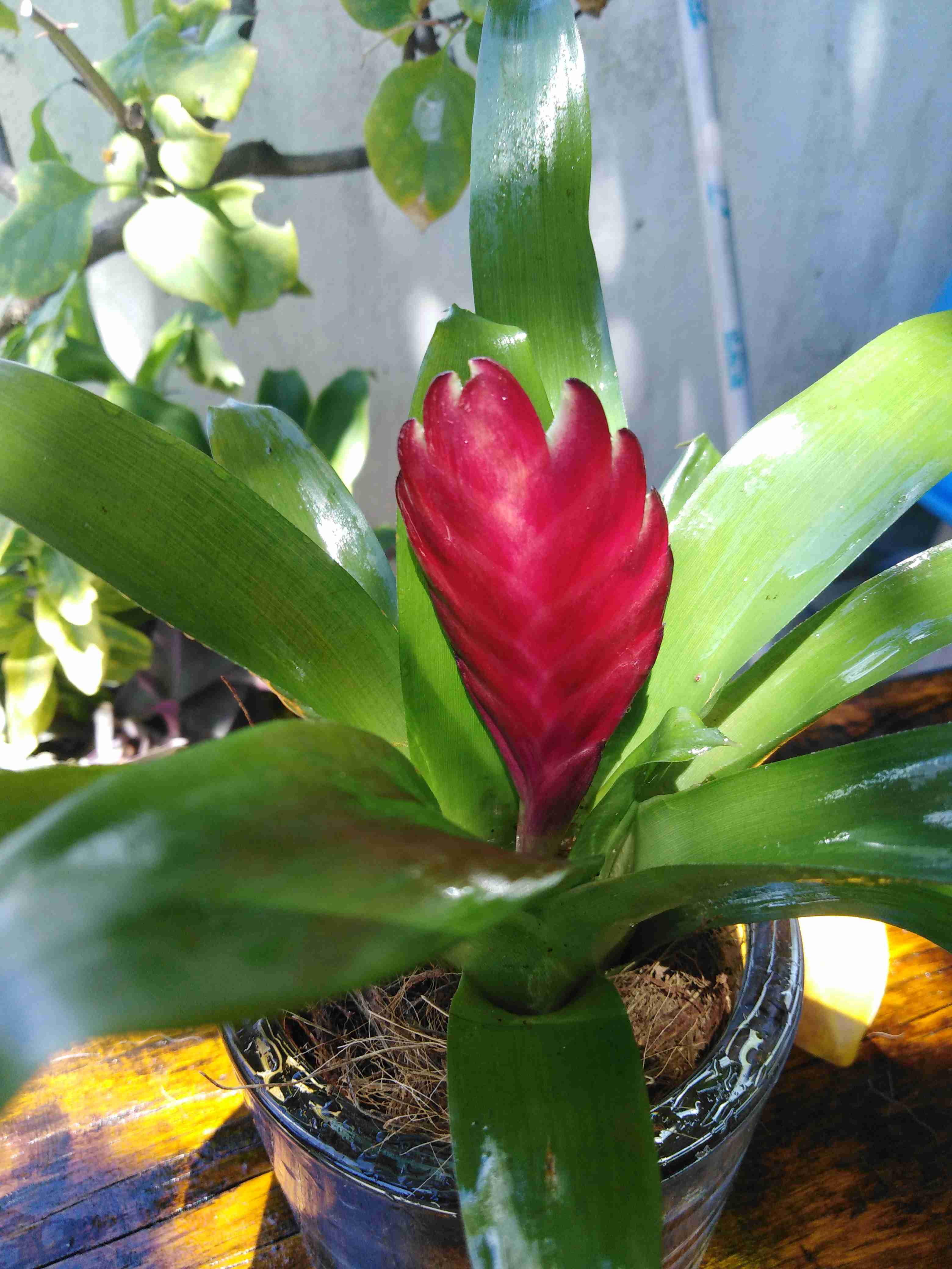 Vriesea Live Plant Mini Bromeliad Small Plant Only | Shopee Philippines