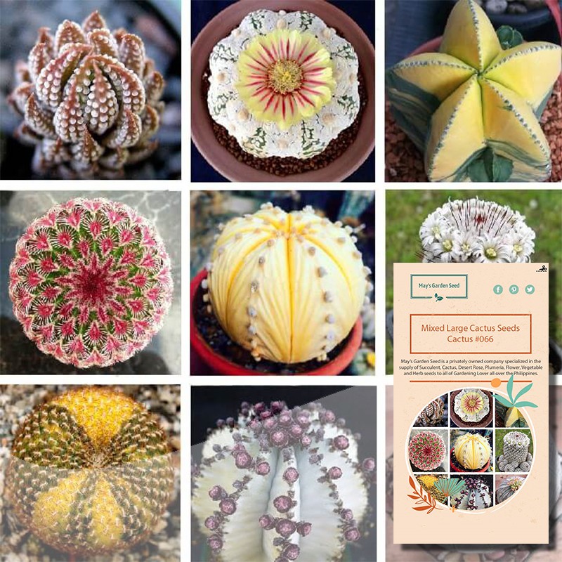 cactus seeds - Best Prices and Online Promos - Jan 2023 | Shopee ...