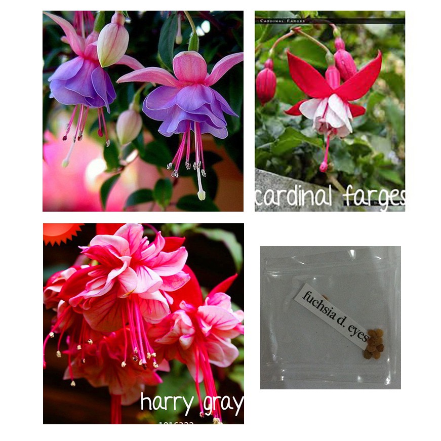 fuchsia beacon dark eyes blush dawn cardinal dancing lady china lantern ...