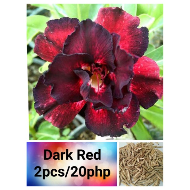 Adenium Obesum "Dark Red" Seeds (2pcs) | Shopee Philippines